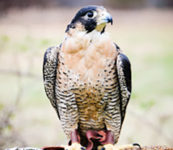 Georgette | Renna Media