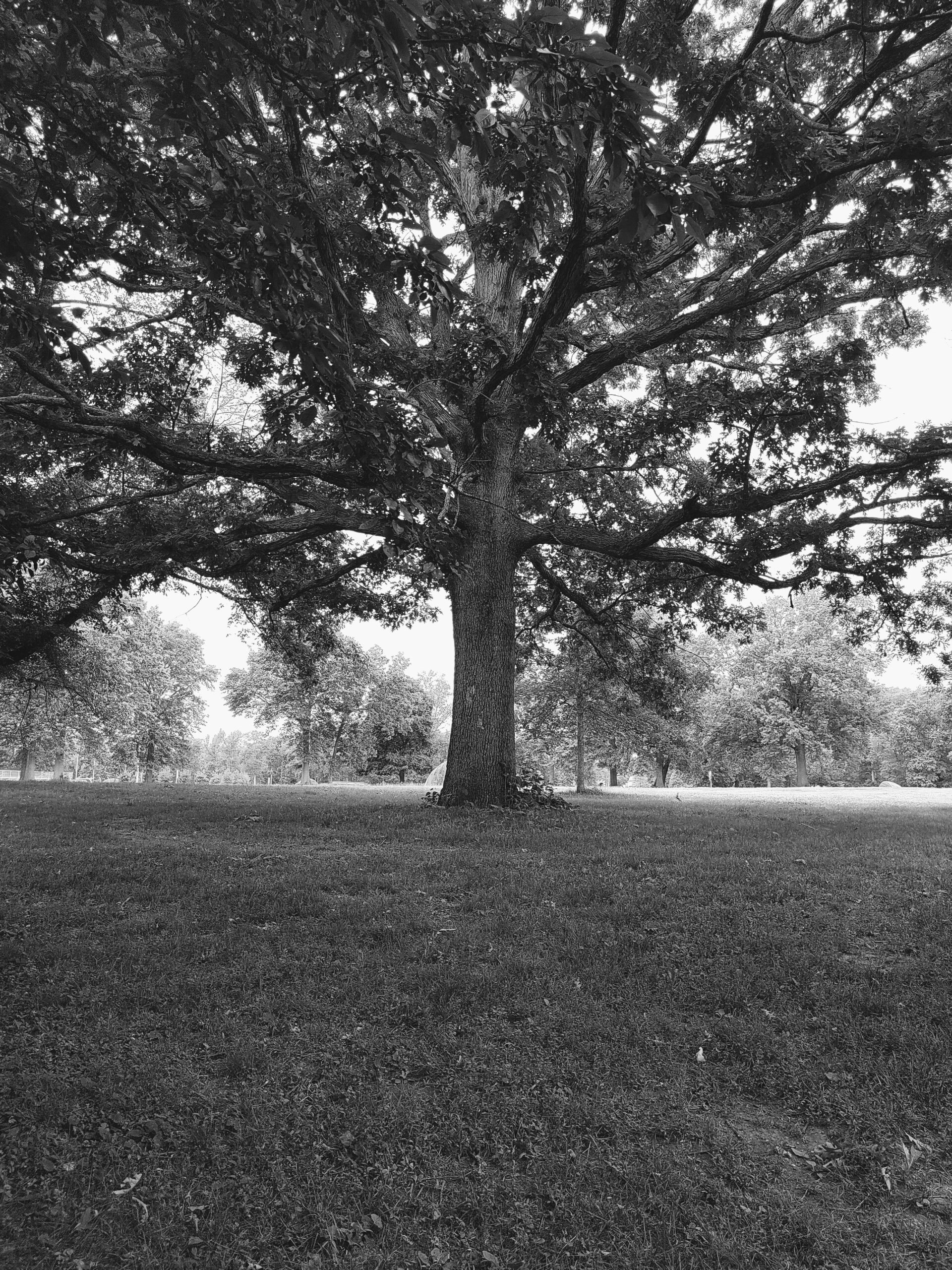 Renna Media | Rahway's Commemorative Trees