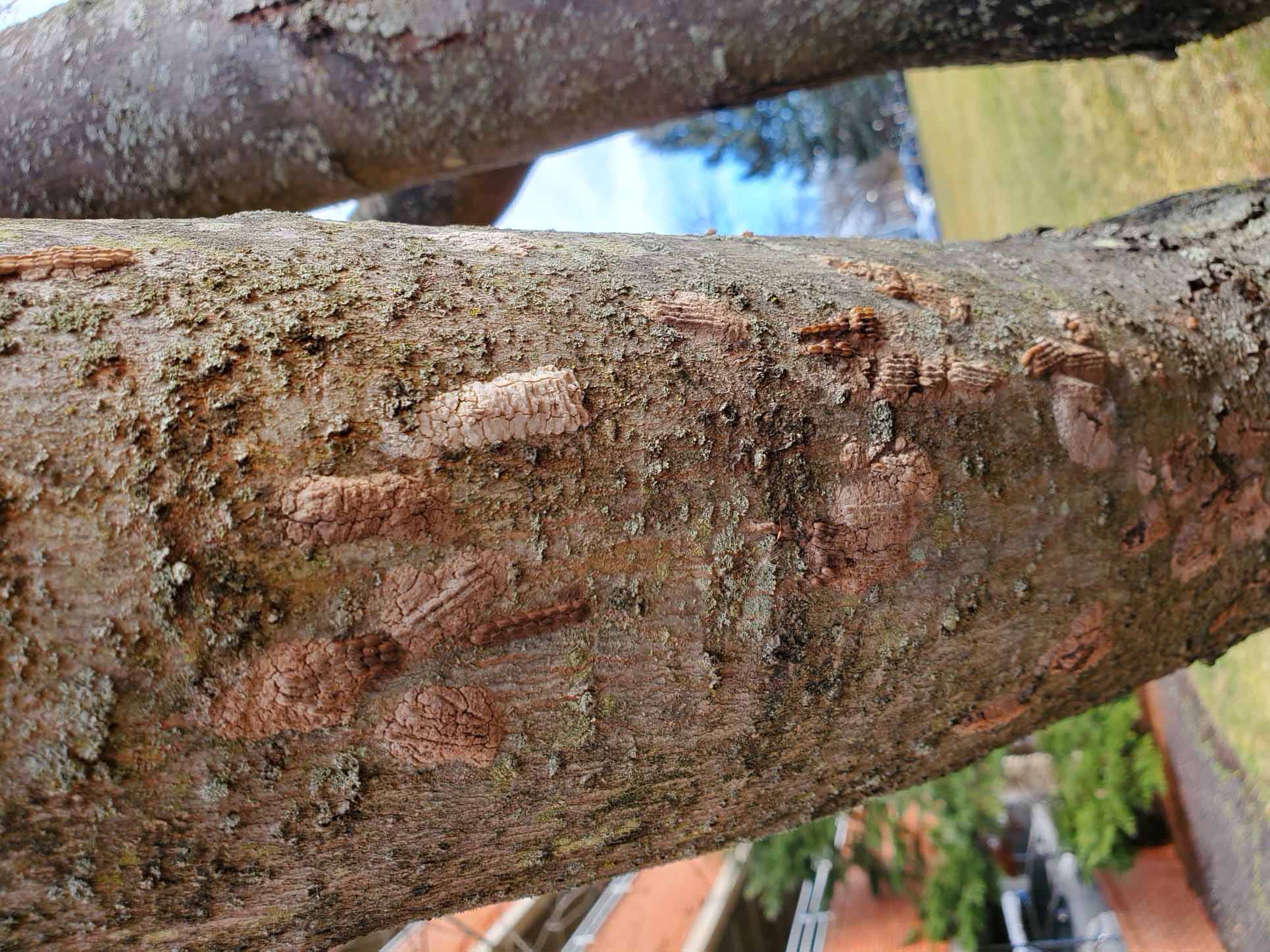 Renna Media | The Spotted Lanternfly is Hatching