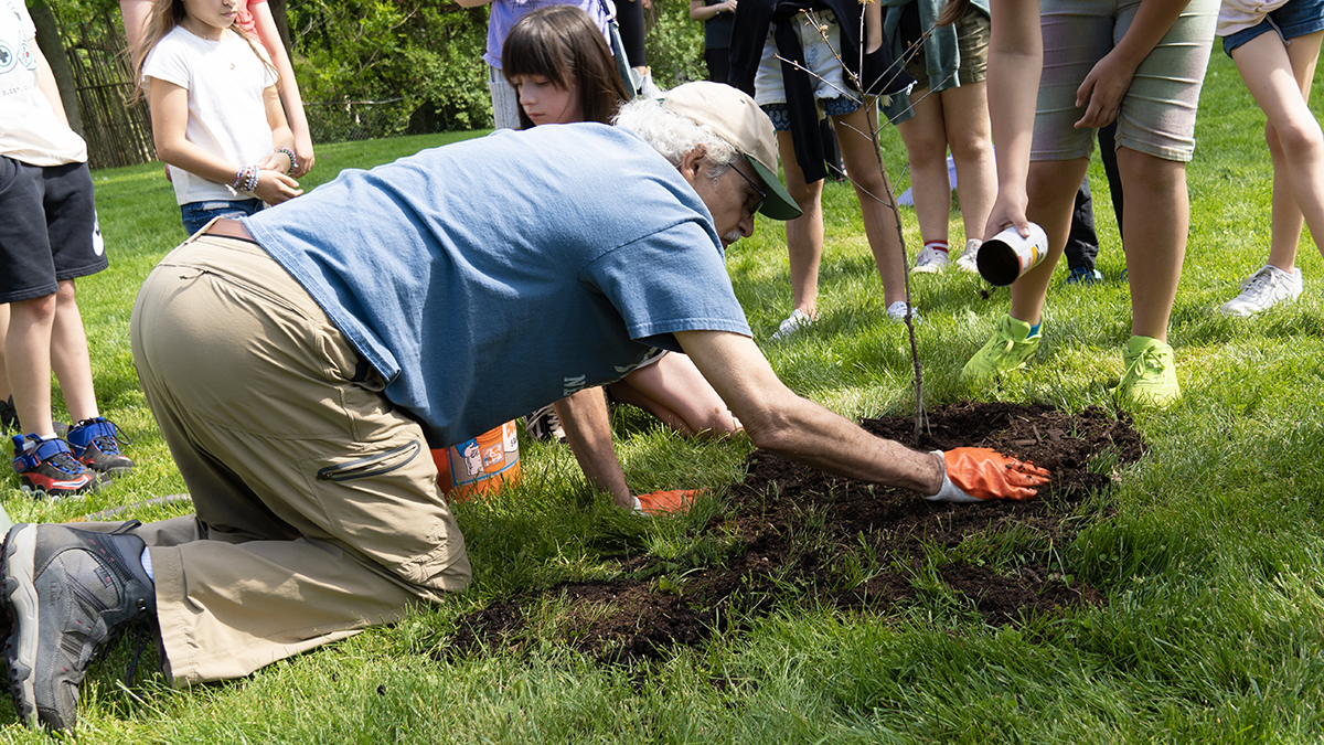 Renna Media | Fanwood plants seedling from 500 year old oak