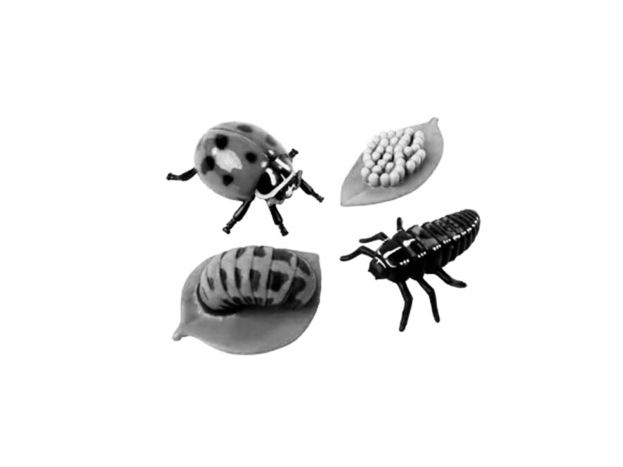 Renna Media | ORGANIC INSECT CONTROLS