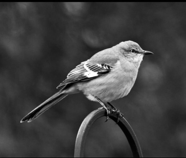 Renna Media | Rahway Garden Club: NORTHERN MOCKINGBIRDS